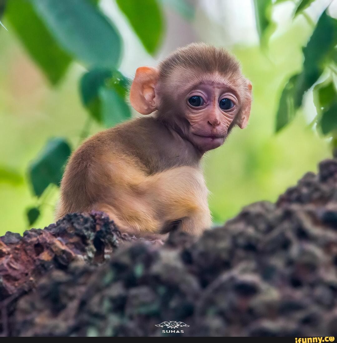 Monké memes. Best Collection of funny Monké pictures on iFunny