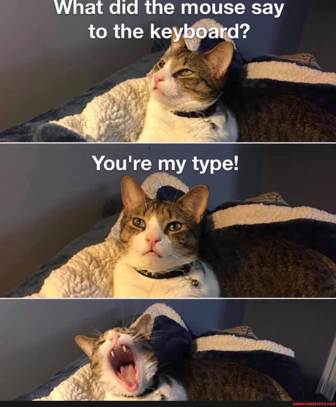 What did the mouse say to the keyboard? You're my type! - America’s ...