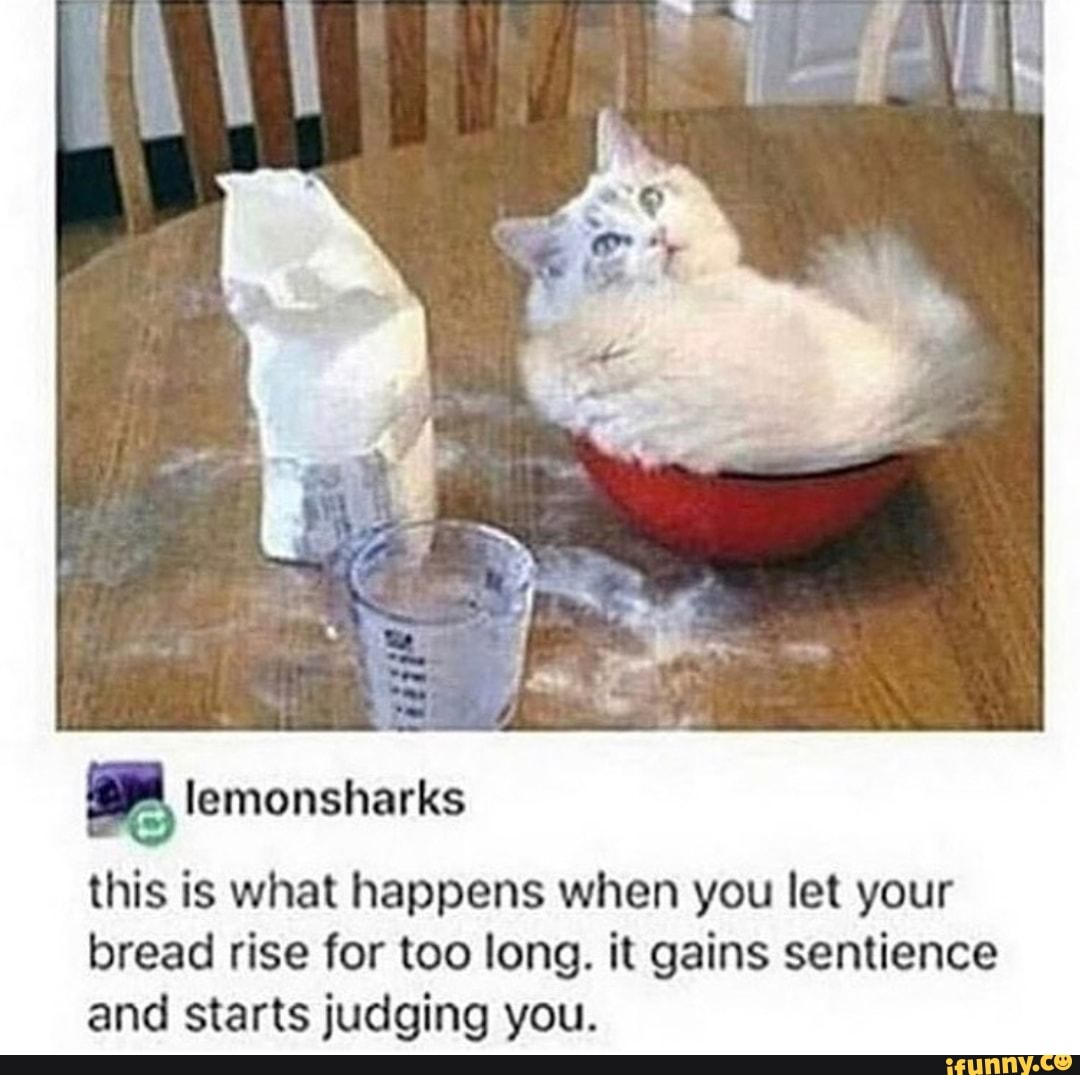 This is what happens when you let your bread rise for too long. it ...