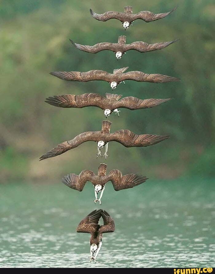 Red_tailed_hawk memes. Best Collection of funny Red_tailed_hawk ...