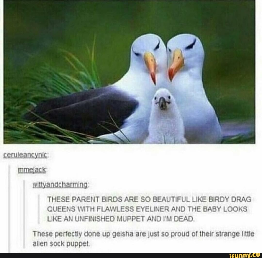 THESE PARENT BIRDS ARE SO BEAUTIFUL LIKE BIRDY DRAG QUEENS WITH ...