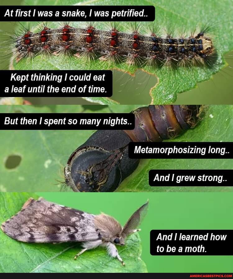 At first was a snake, I was petrified. Kept thinking I could eat a leaf ...