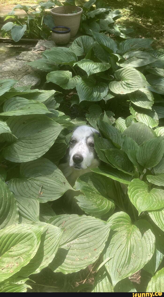 Hosta memes. Best Collection of funny Hosta pictures on iFunny