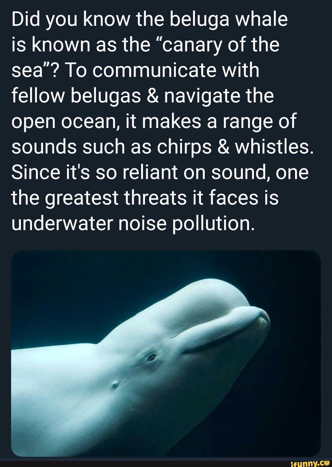Did you know the beluga whale is known as the "canary of the sea"? To ...