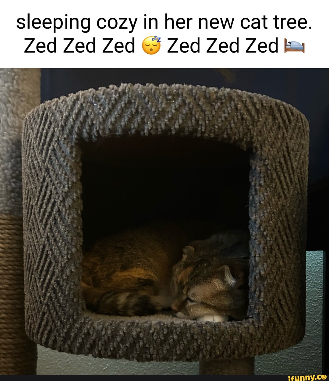 Zed memes. Best Collection of funny Zed pictures on iFunny