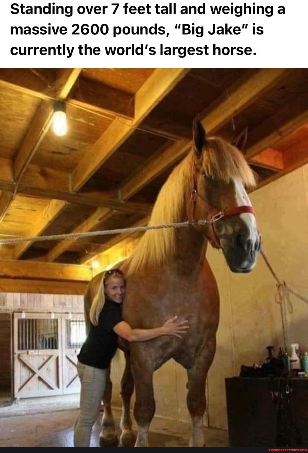 Standing over 7 feet tall and weighing a massive 2600 pounds, "Big Jake ...