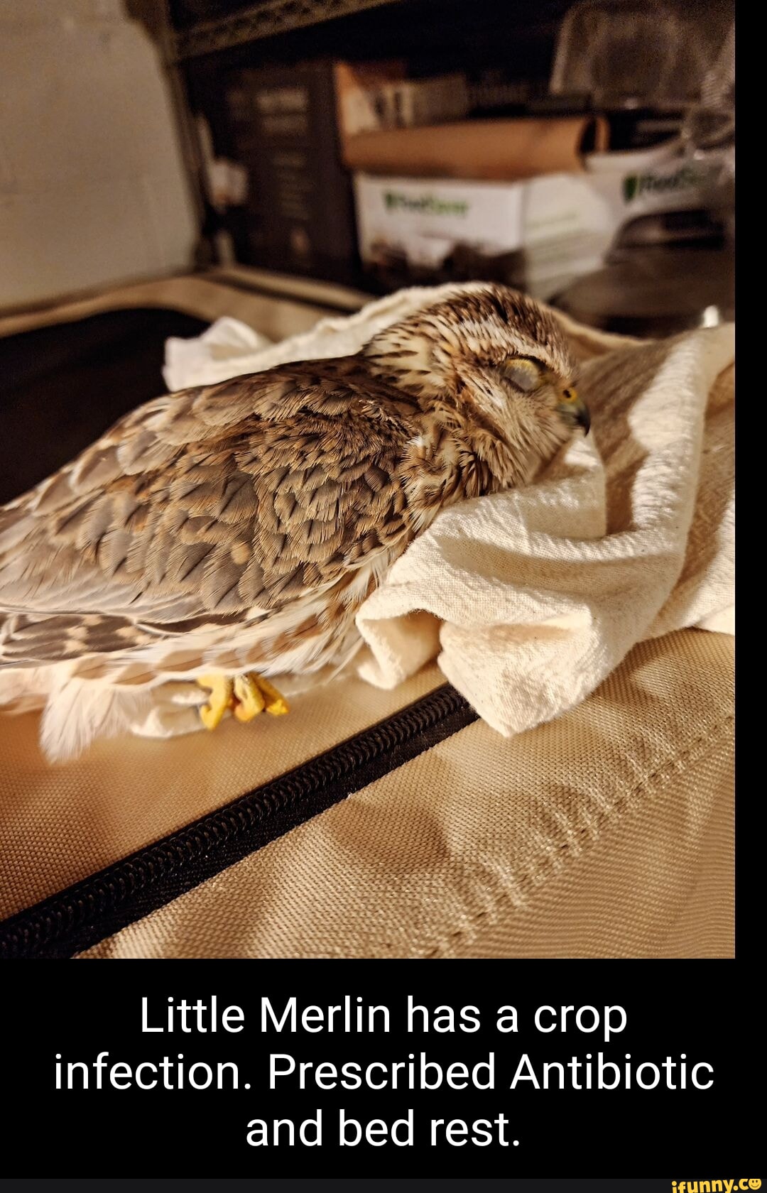 THE SHITS THE MOST FUNCTIONAL ENGLISH WORD _is SHIT. That's right,shit ...