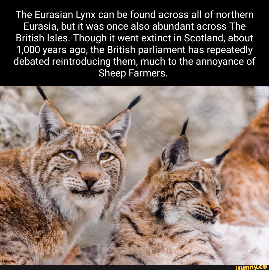 Eurasia memes. Best Collection of funny Eurasia pictures on iFunny