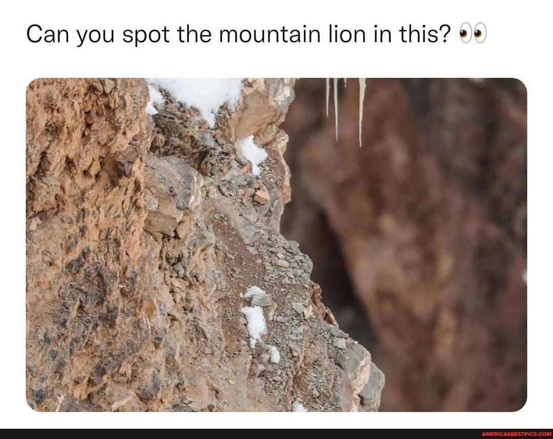 Answer is on my story 👀 - Can you spot the mountain lion in this ...