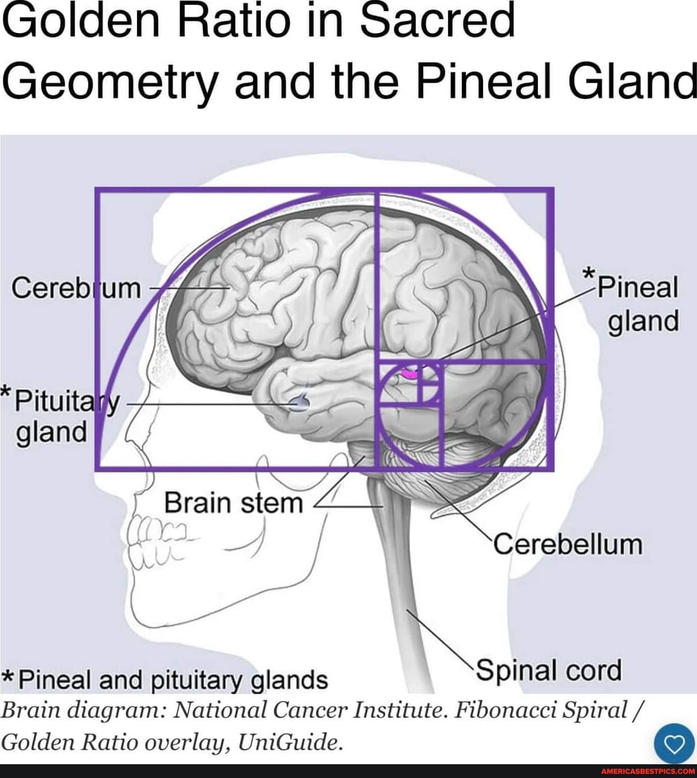 Golden Ratio in Sacred Geometry and the Pineal Gland gland Cerebellum ...