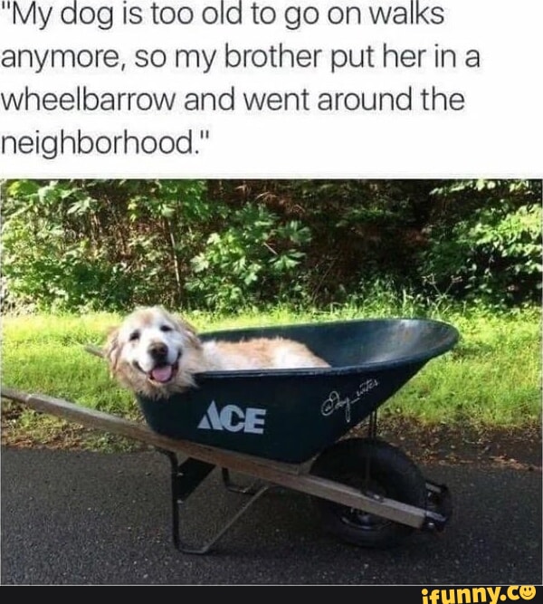 Wheelbarrow memes. Best Collection of funny Wheelbarrow pictures on iFunny