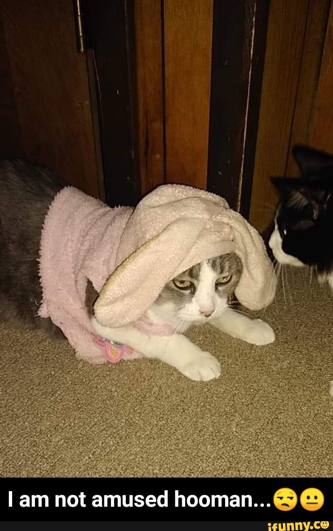 I Am Not Amused Meme