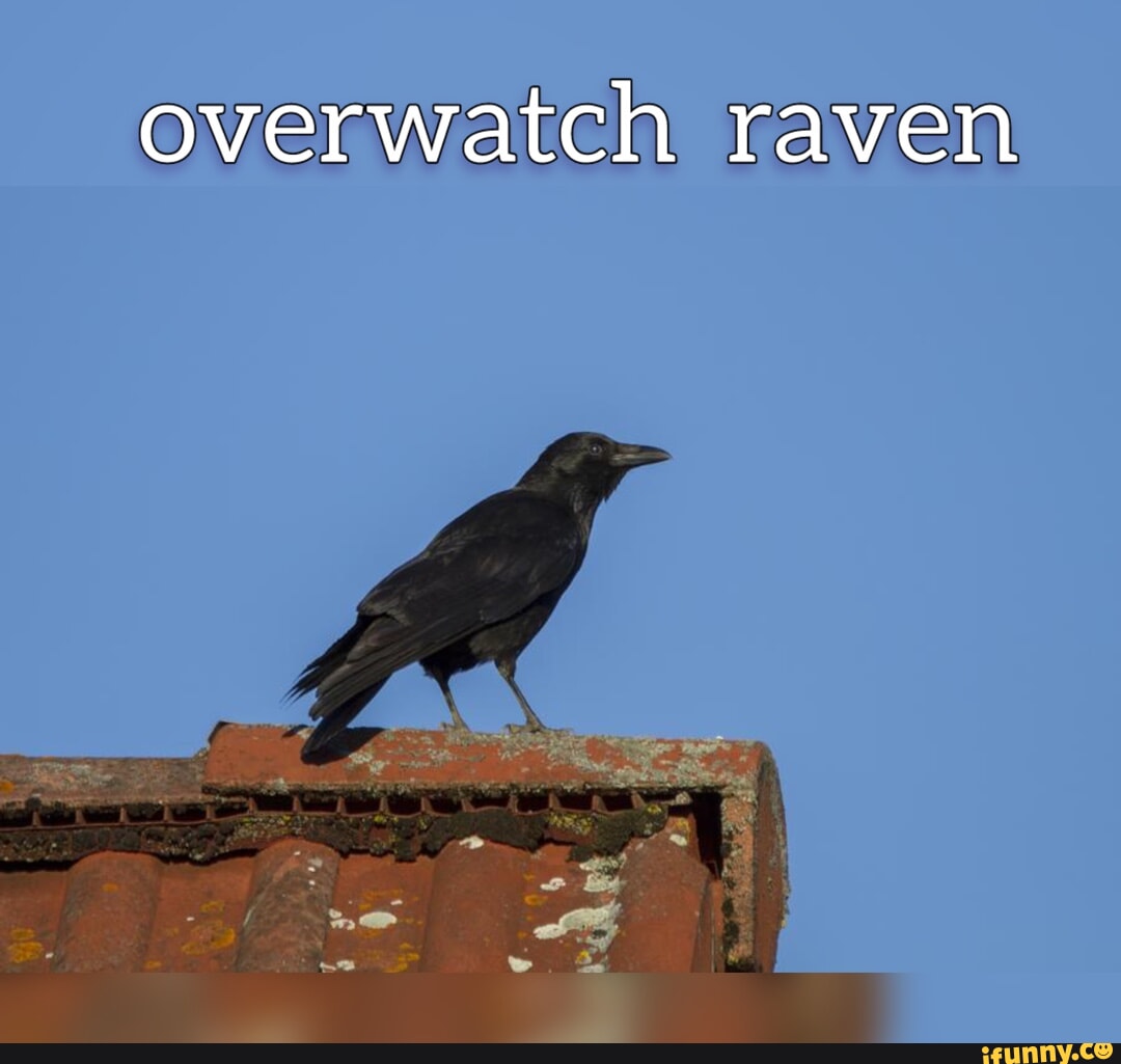 Raven memes. Best Collection of funny Raven pictures on iFunny