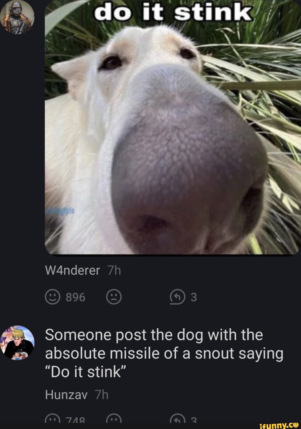 Do it stink WAnderer 3 Someone post the dog with the absolute missile ...