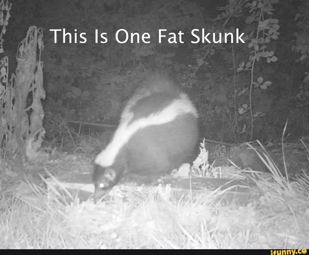 This Is One Fat Skunk - iFunny