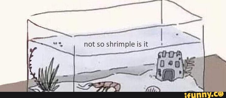 Net so shrimple - iFunny