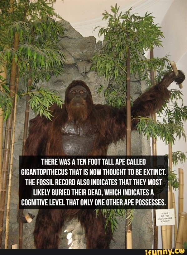 Gigantopithecus memes. Best Collection of funny Gigantopithecus ...