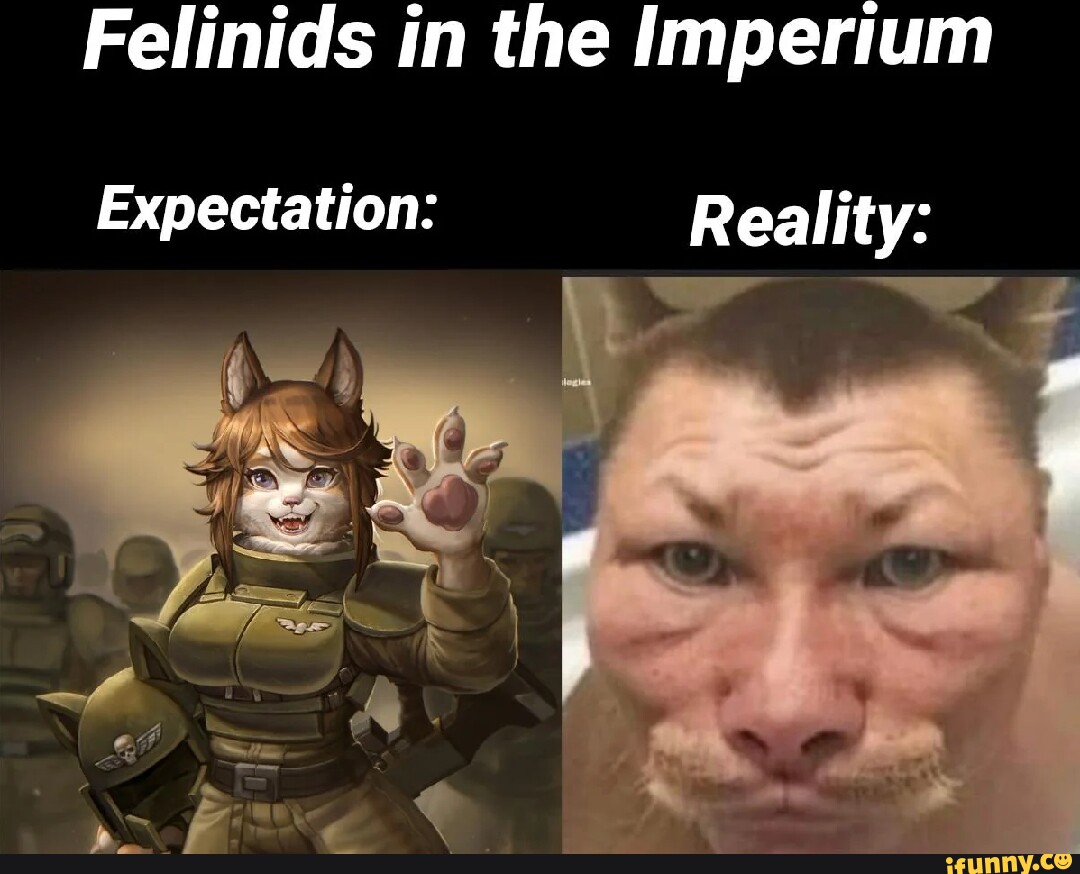 Felinids in the Imperium Expectation: Reality: - iFunny
