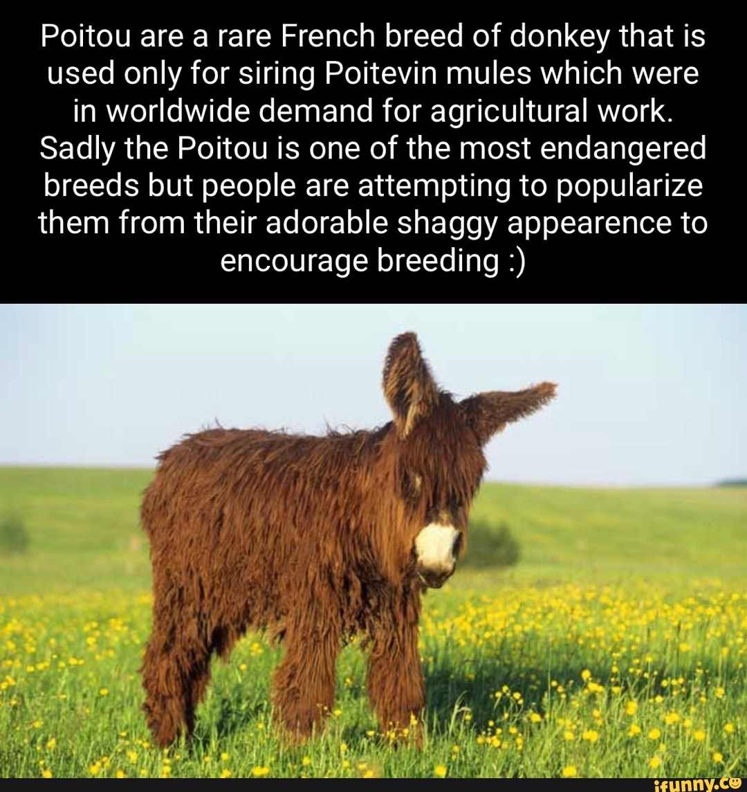 Poitou are a rare French breed of donkey that is used only for siring ...