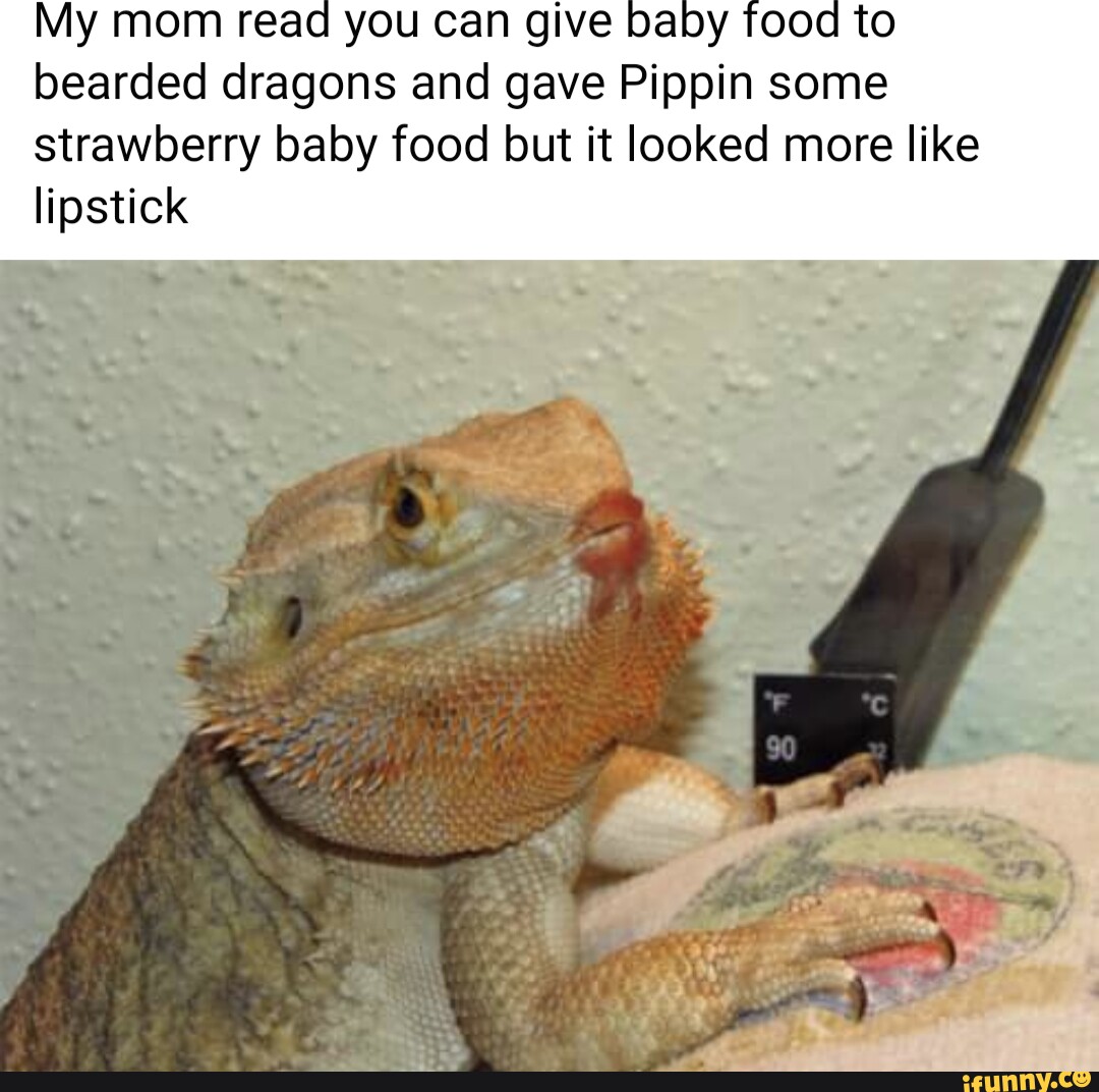 My mom read you can give baby food to bearded dragons and gave Pippin ...