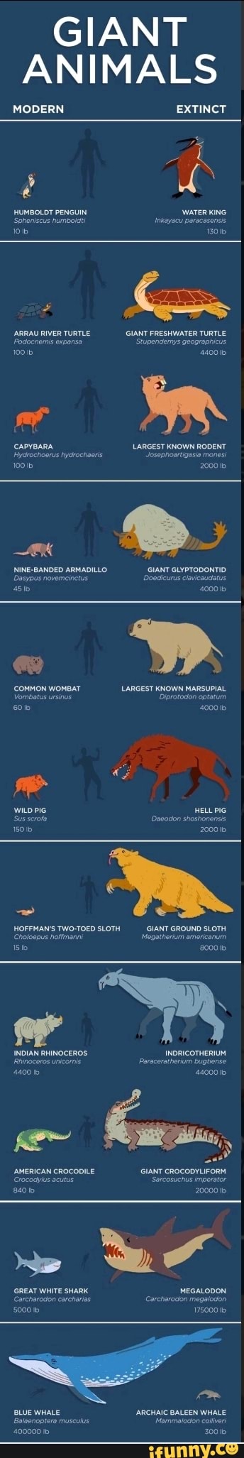 GIANT ANIMALS MODERN EXTINCT carvaa anaes RooeNT OF AMERICAN CROCODILE ...