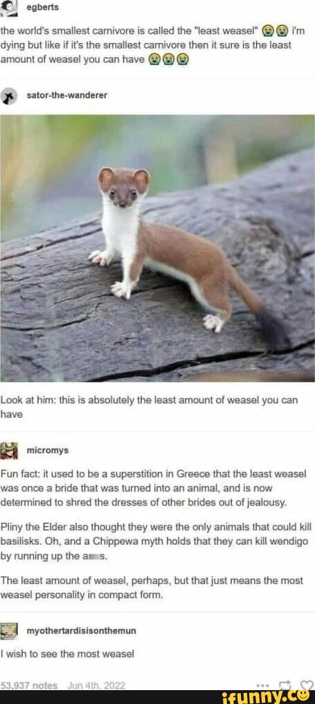 Weasel memes. Best Collection of funny Weasel pictures on iFunny