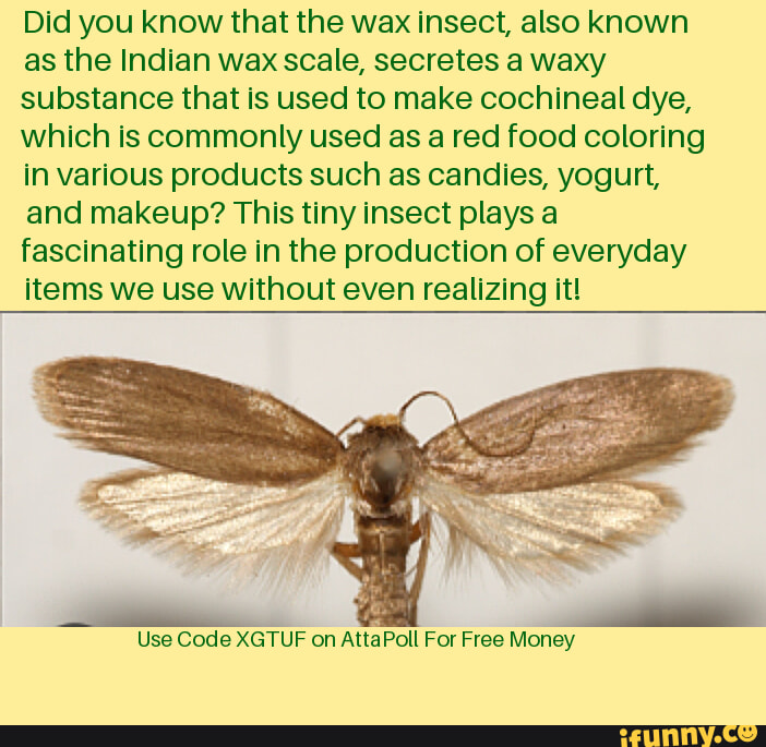 Did you know that the wax insect, also known as the Indian wax scale ...