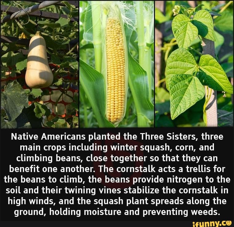 Native Americans planted the Three Sisters, three main crops including ...