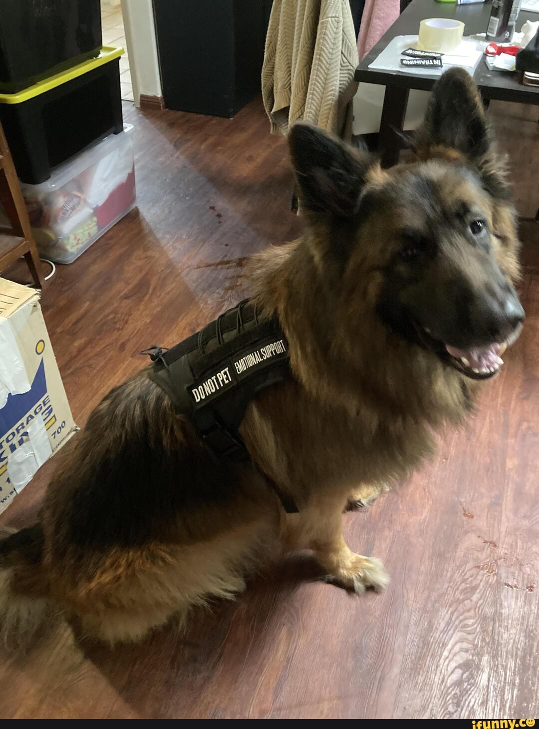 Harness memes. Best Collection of funny Harness pictures on iFunny