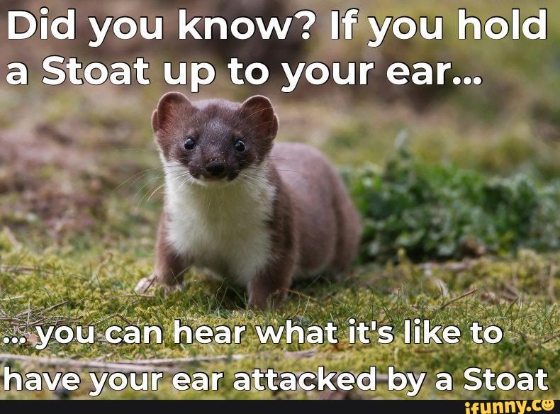 Did you know? If you hold a Stoat up to your ear... you can hear what ...