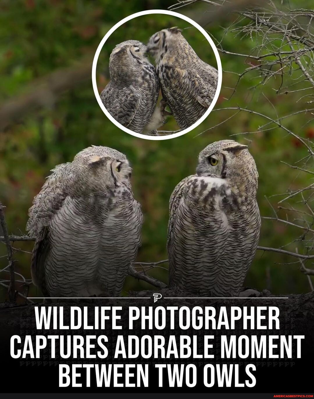 WILDLIFE PHOTOGRAPHER CAPTURES ADORABLE MOMENT BETWEEN TWO OWLS ...