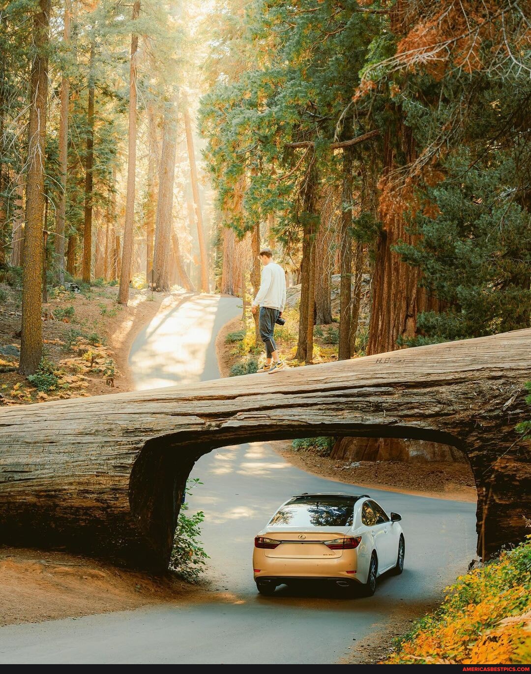 Did you know that you can drive through a tree in Sequoia National Park ...
