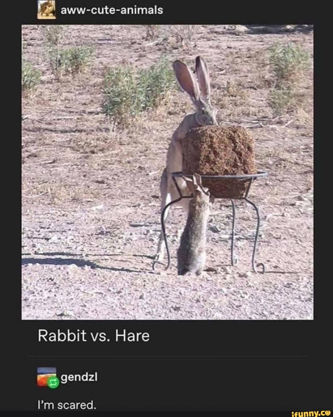 Aww-cute-animals Rabbit vs. Hare mp gendzl I'm scared. - iFunny