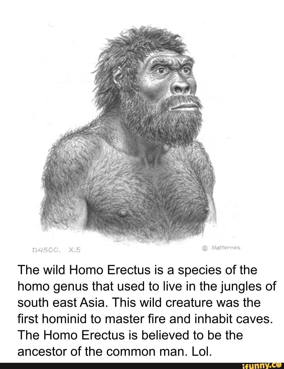 The wild Homo Erectus is a species of the homo genus that used to live ...