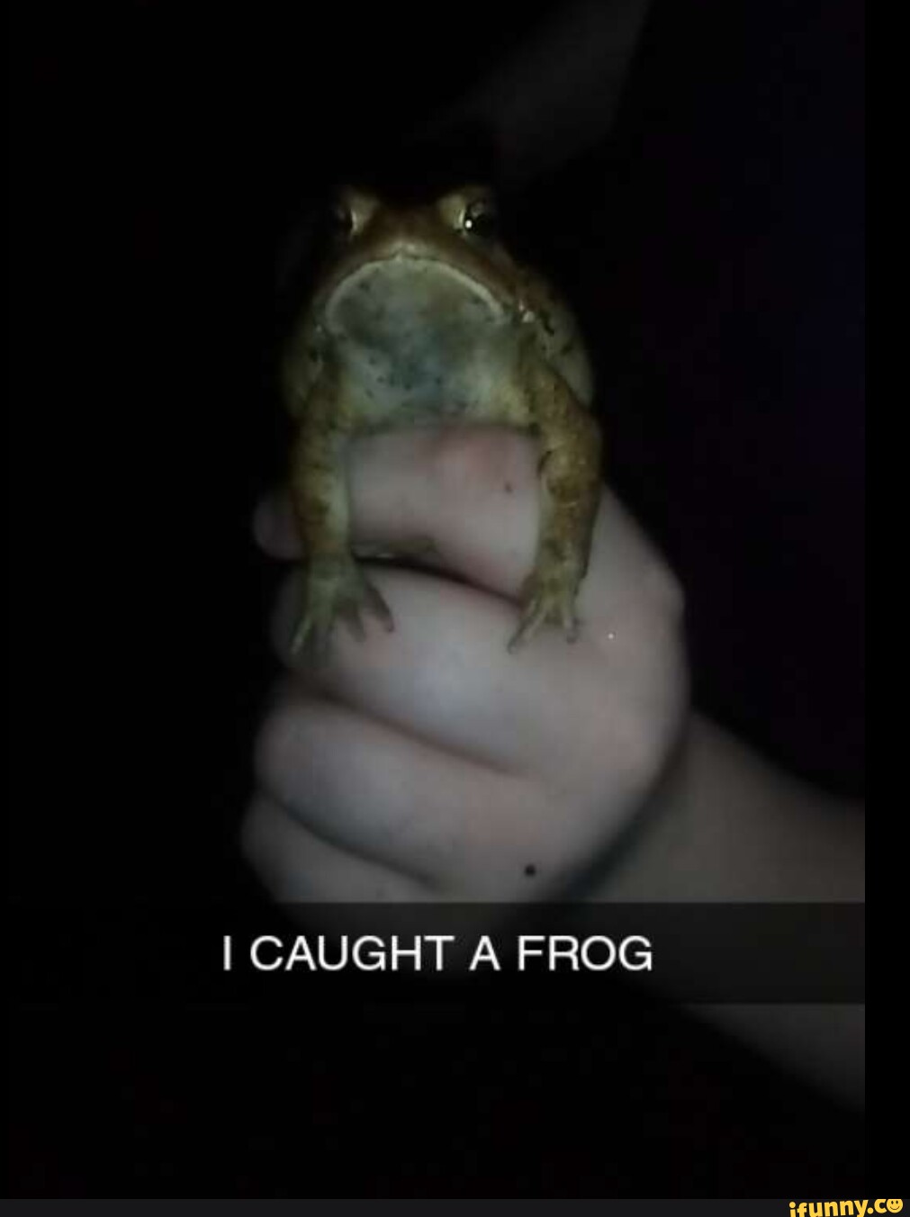 I CAUGHT A FROG - iFunny