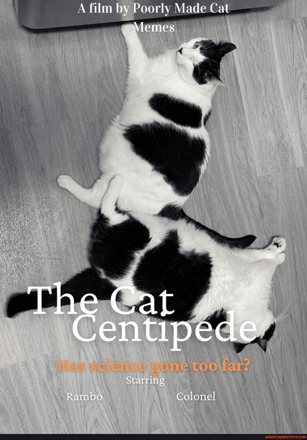 \ film by Poorly Made Cat Memes The C fentipede Has Starring Rambo ...