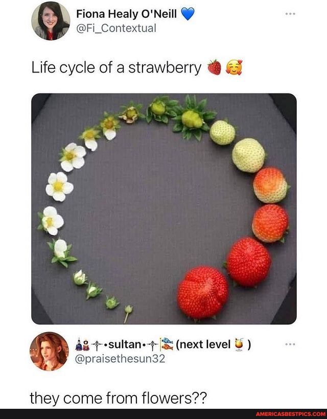 Fiona Healy O'Neill Life cycle of a strawberry @ (next level ...