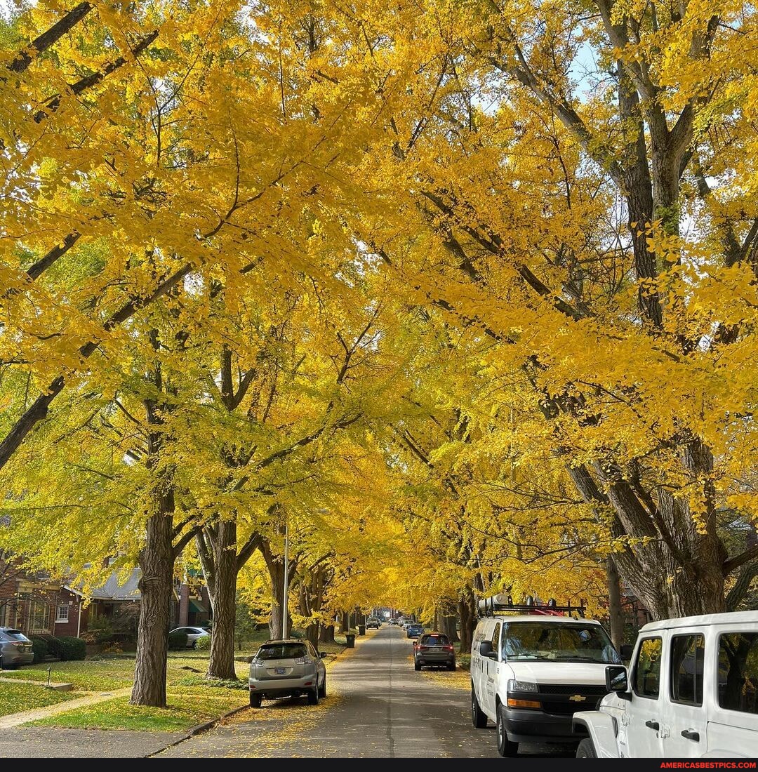 Every fall, these beautiful ginkgo trees turn Catalpa Road into a ...