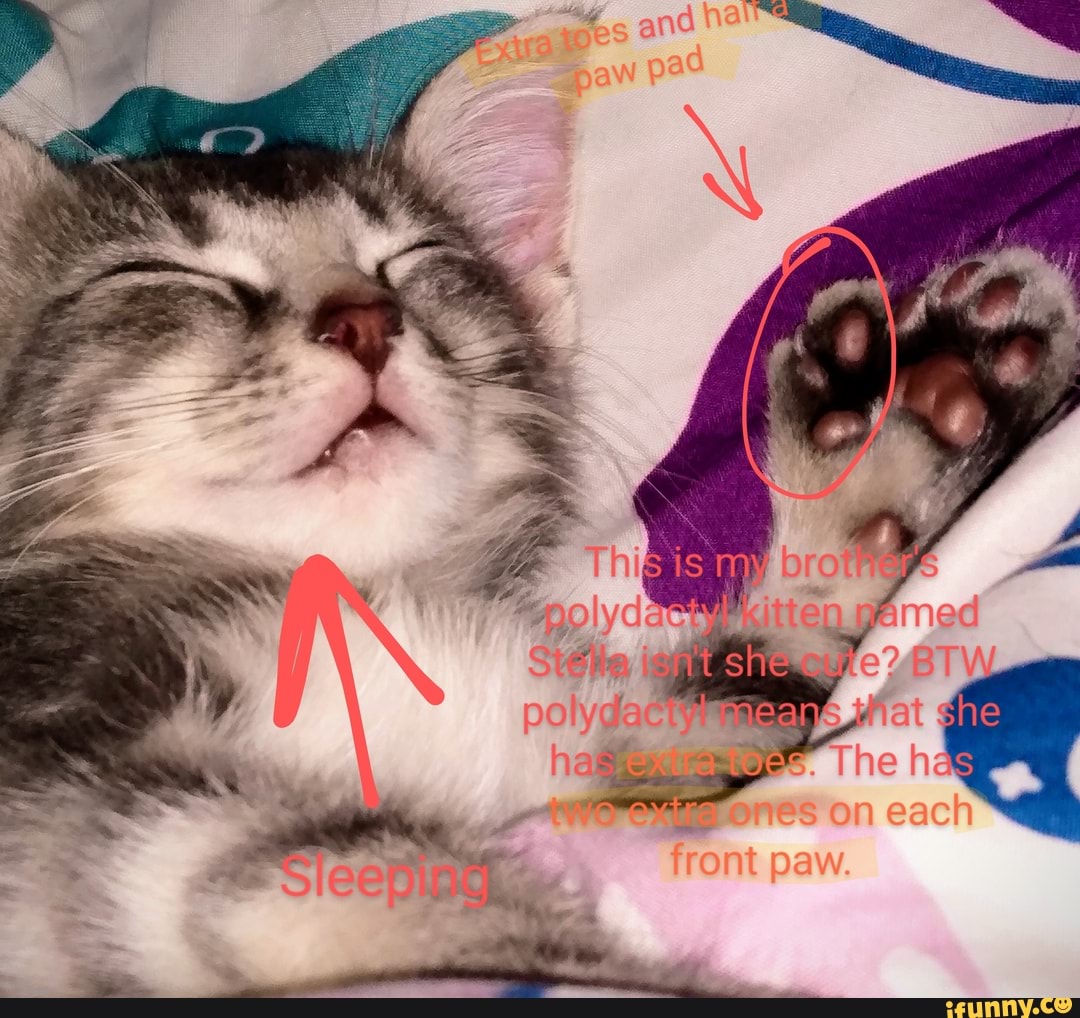 Polydactyl_cat memes. Best Collection of funny Polydactyl_cat pictures ...