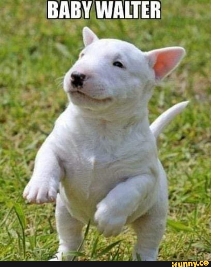 BABY WALTER - iFunny