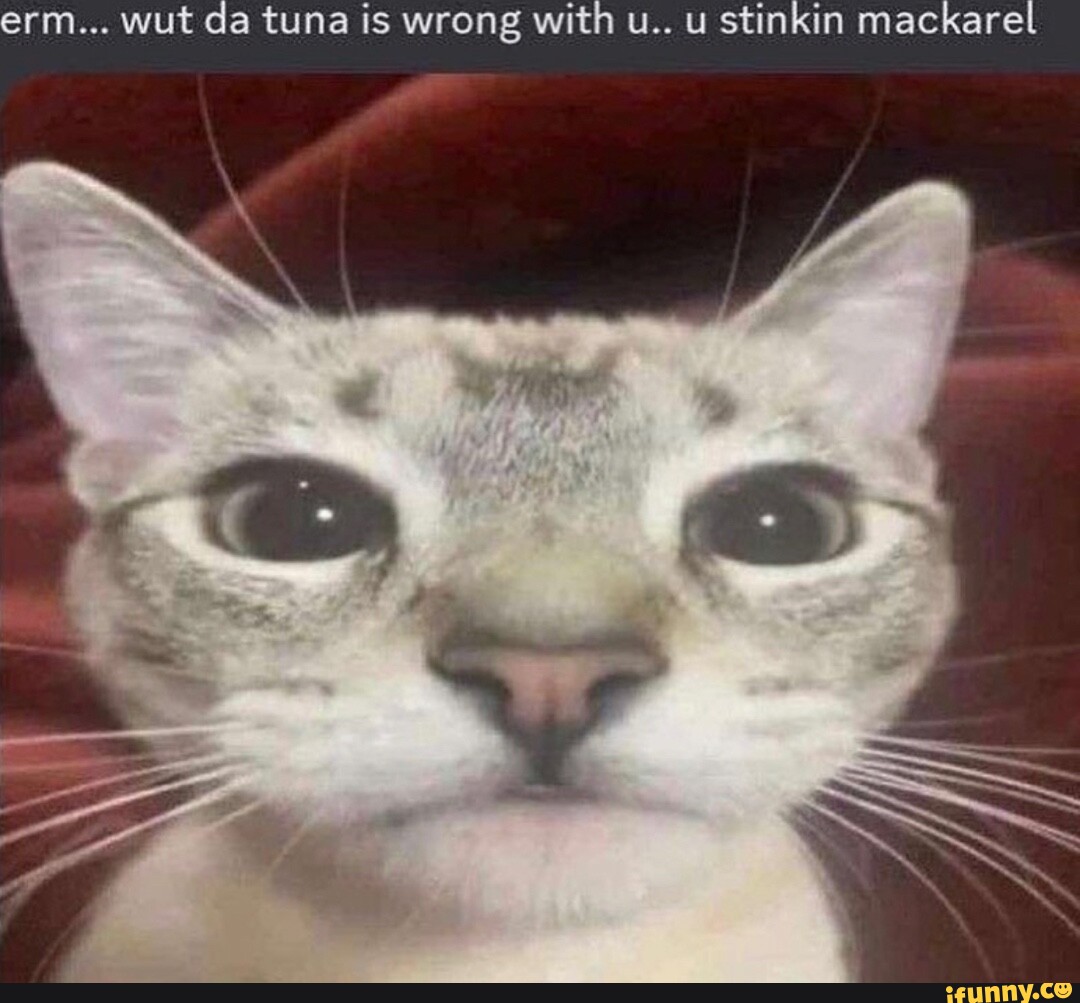 Erm... wut da tuna is wrong with u.. u stinkin mackare - iFunny