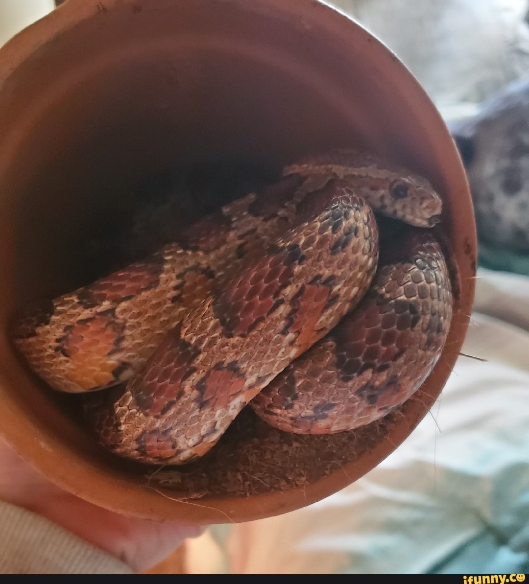 Cornsnakes memes. Best Collection of funny Cornsnakes pictures on iFunny