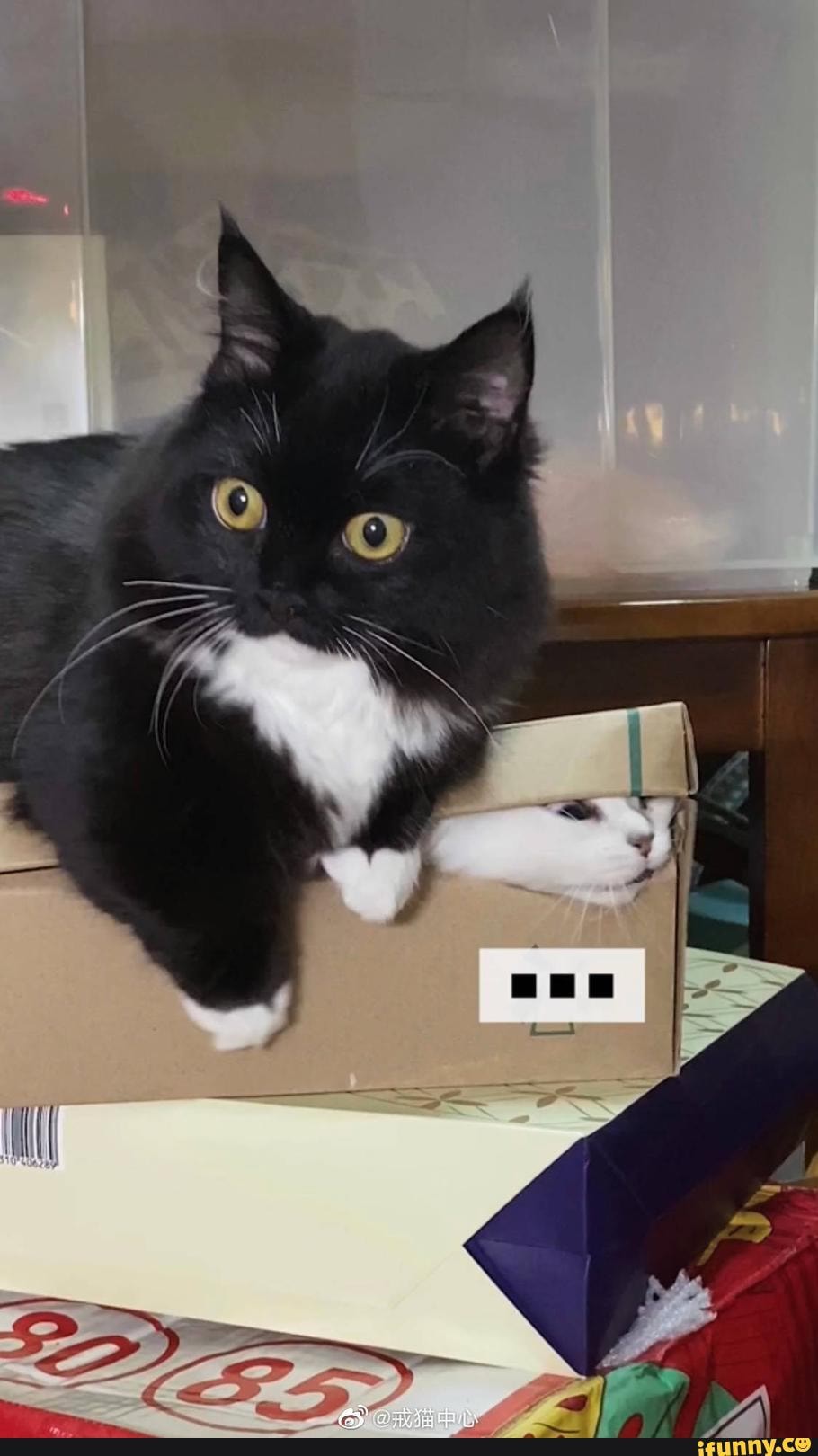 No_frogs memes. Best Collection of funny No_frogs pictures on iFunny