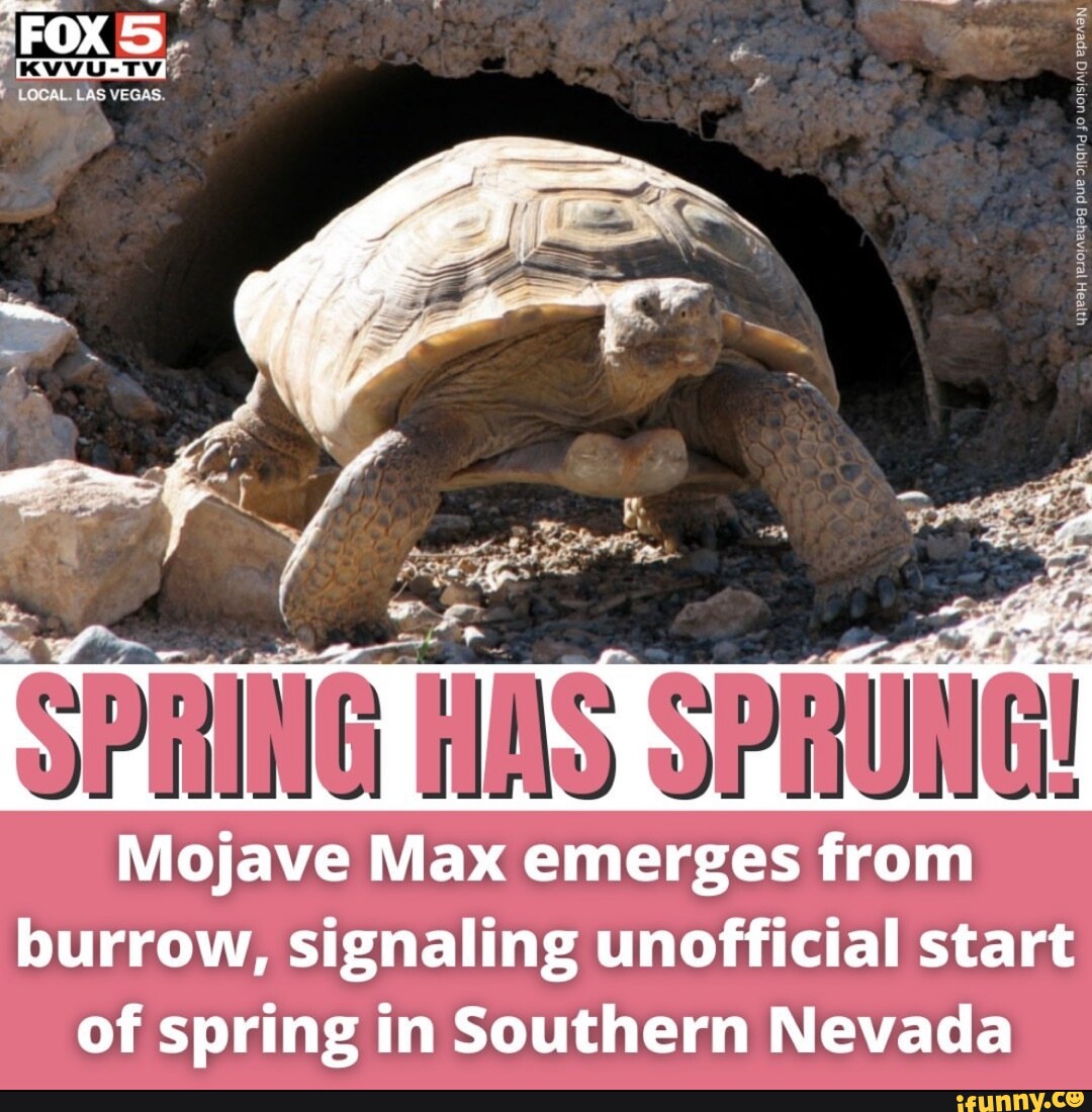 SPRING HAS SPRUNG! Mojave Max emerges from burrow, signaling unofficial ...