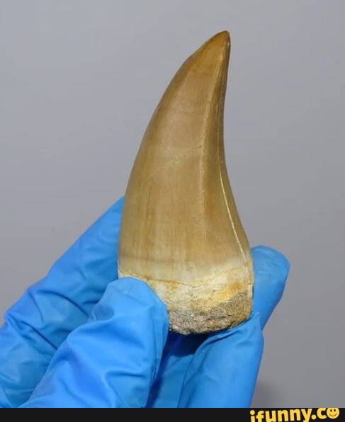 Mosasaurus memes. Best Collection of funny Mosasaurus pictures on iFunny