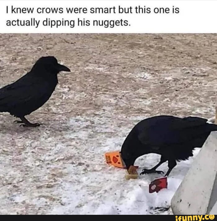 Crows memes. Best Collection of funny Crows pictures on iFunny