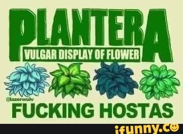 Hostas memes. Best Collection of funny Hostas pictures on iFunny