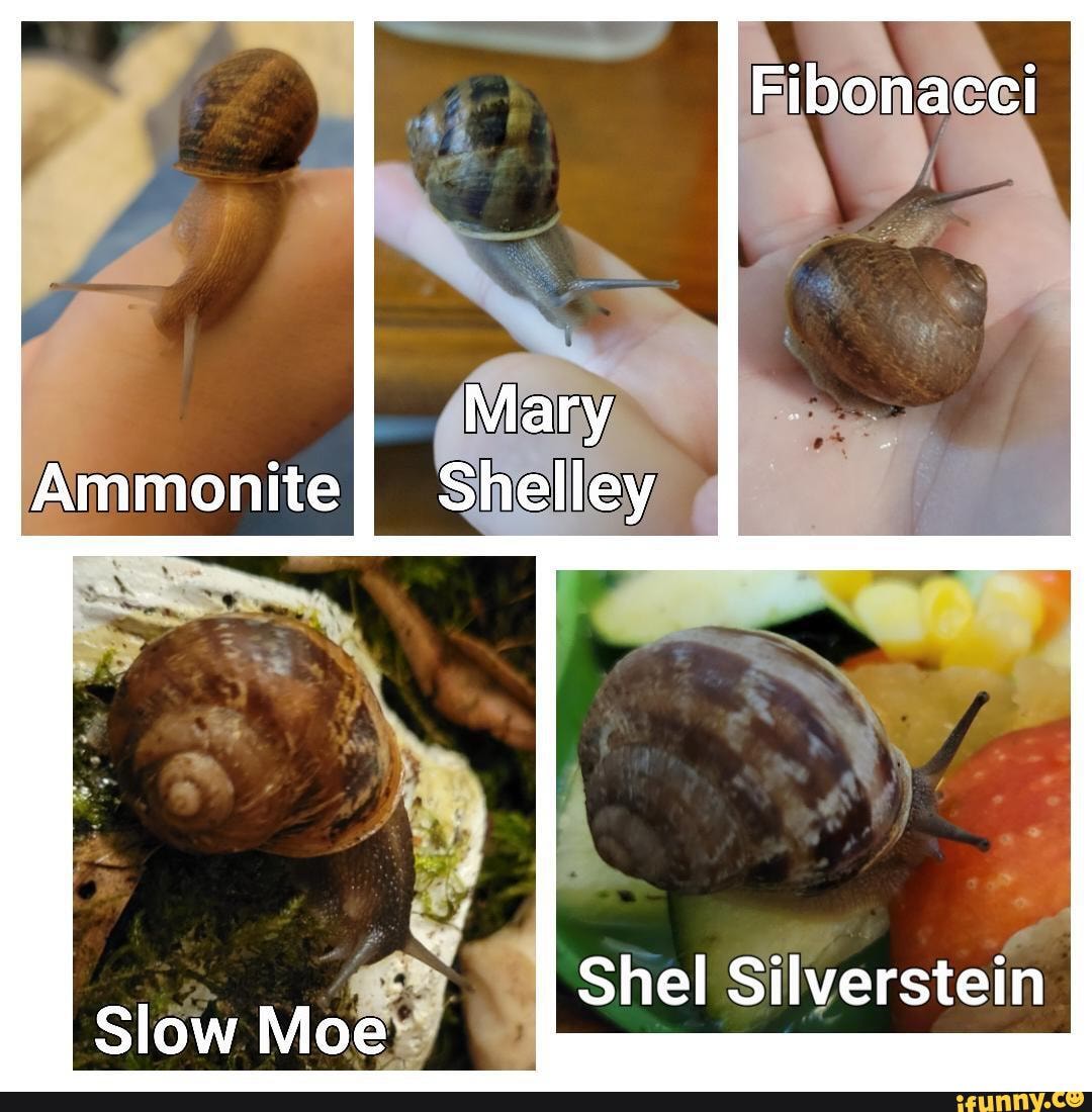 Fibonacci Mary Ammonite} Shelley Slow Shel Silverstein - iFunny