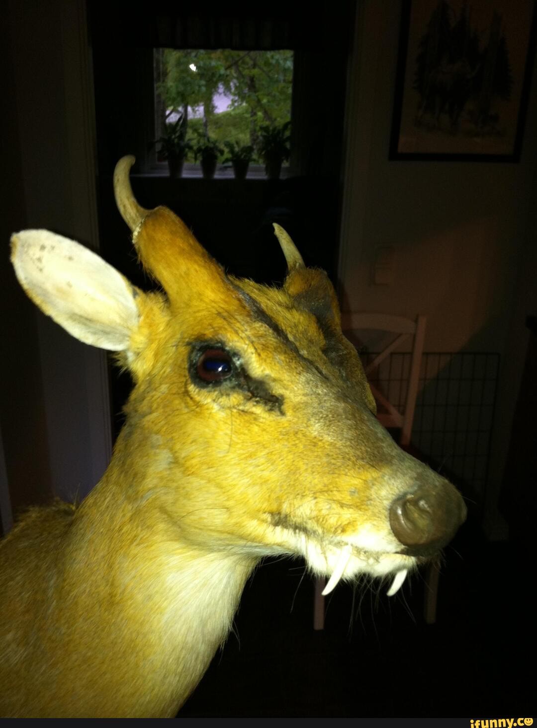 Cursed_deer memes. Best Collection of funny Cursed_deer pictures on iFunny