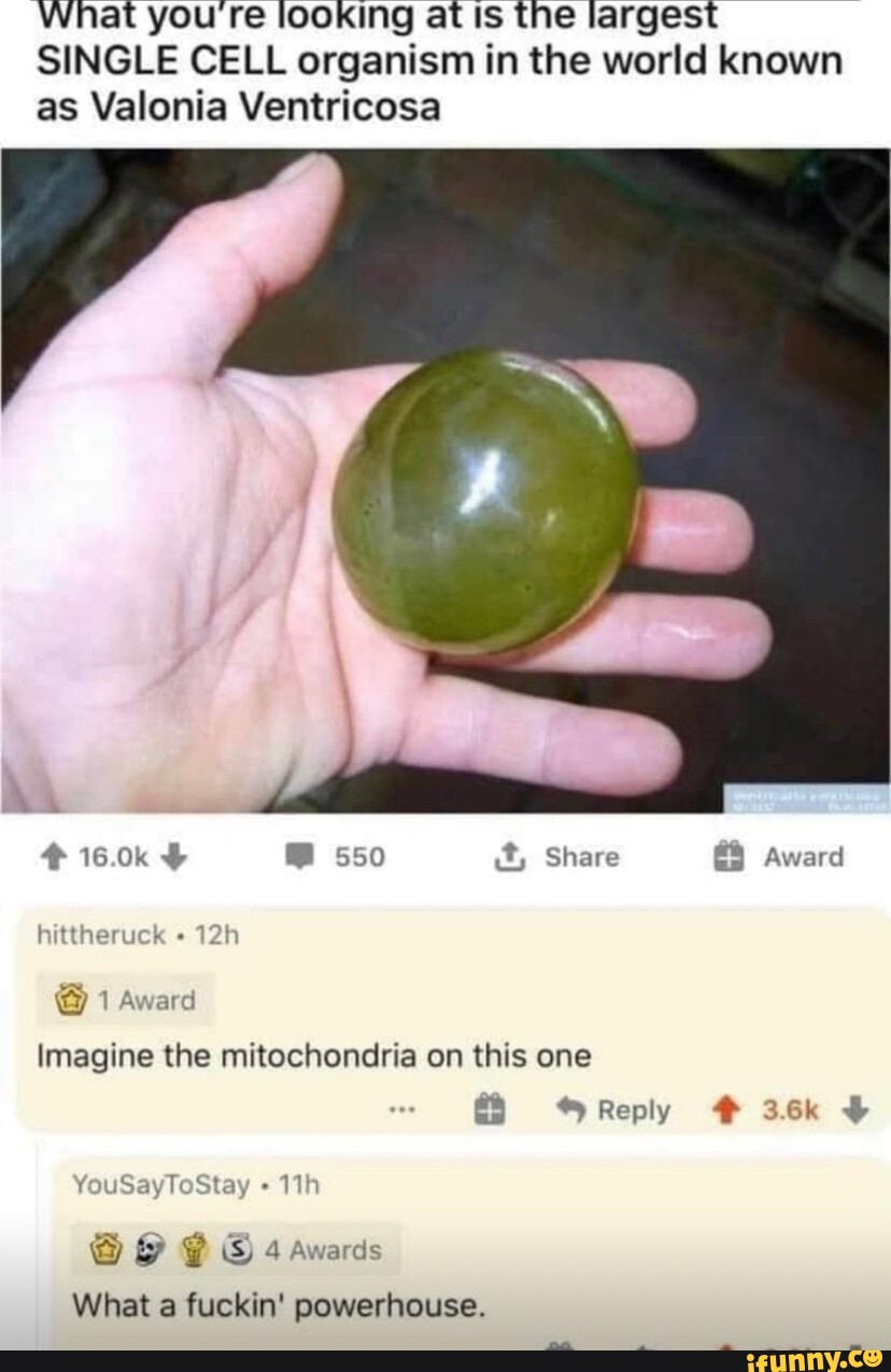 What you re looking at Is the largest SINGLE CELL organism in the world ...